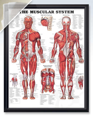 Muscular System Discount Anatomy Poster | ClinicalPosters