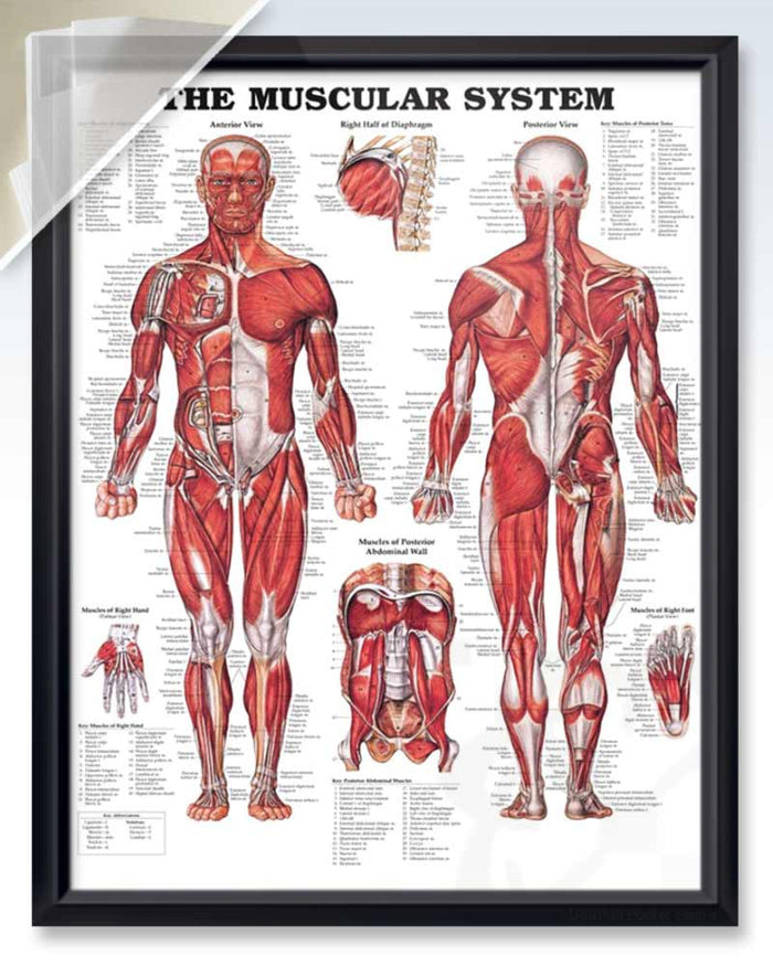 Muscular System Discount Anatomy Poster | ClinicalPosters