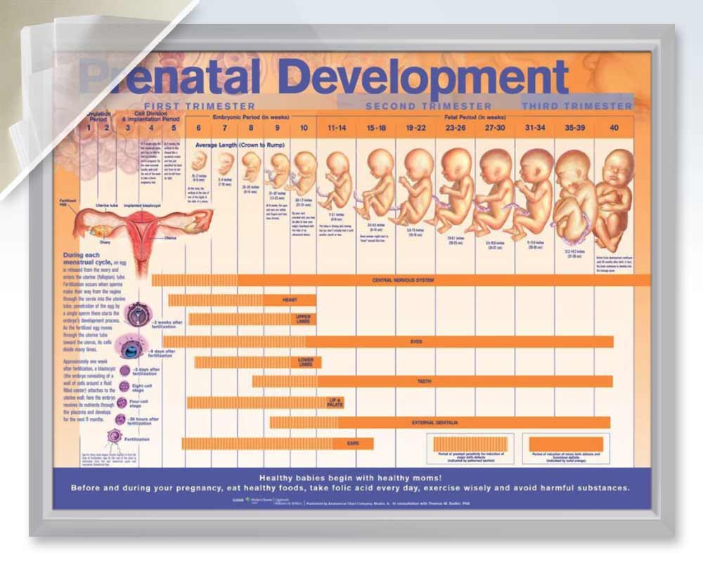 Prenatal Development Exam Room Anatomy Poster | ClinicalPosters