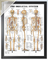 The Skeletal System Discount Anatomy Poster | ClinicalPosters