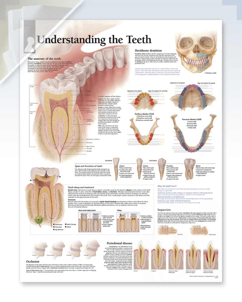 Discount Teeth Exam-Room Anatomy Poster | ClinicalPosters