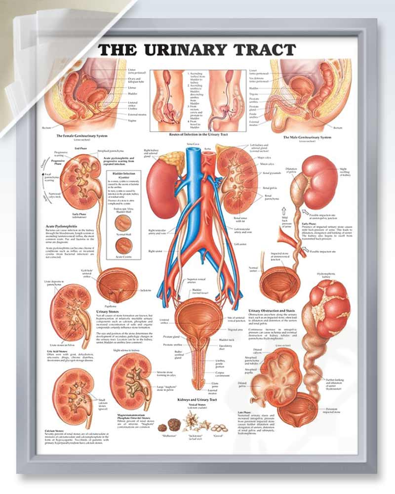 The Urinary Tract Discount Anatomy Poster | ClinicalPosters