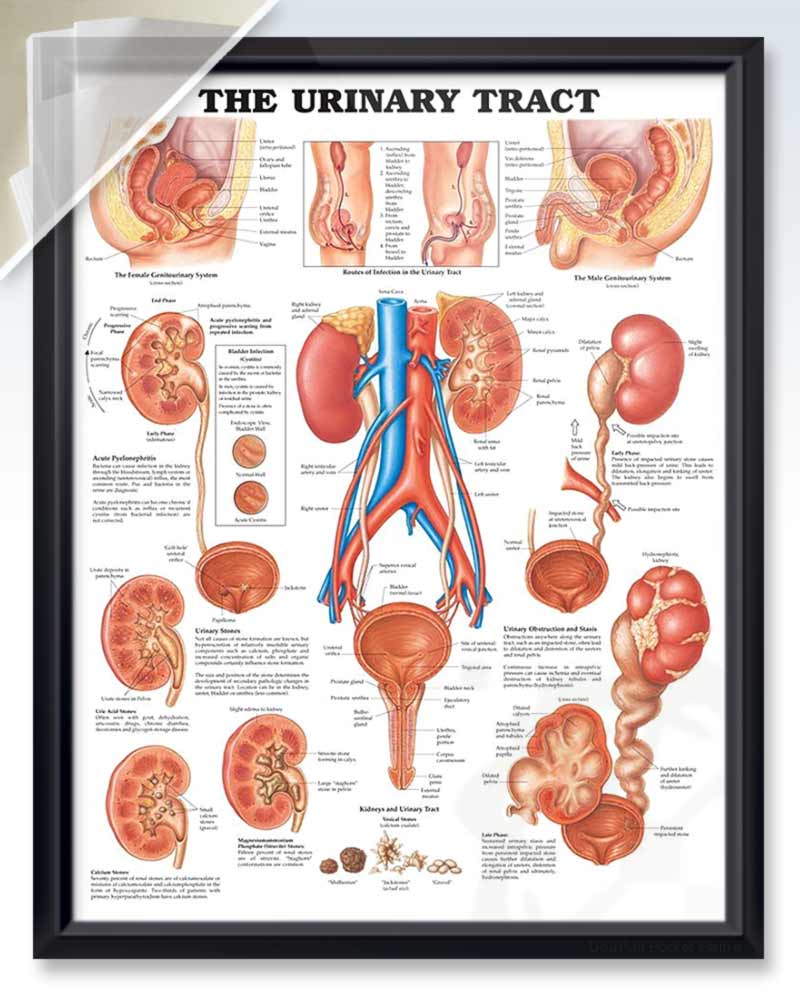 The Urinary Tract Discount Anatomy Poster | ClinicalPosters