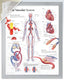 Discount Vascular System Anatomy Poster | ClinicalPosters