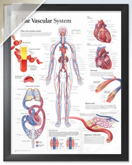 Discount Vascular System Anatomy Poster | ClinicalPosters