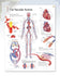 Discount Vascular System Anatomy Poster | ClinicalPosters