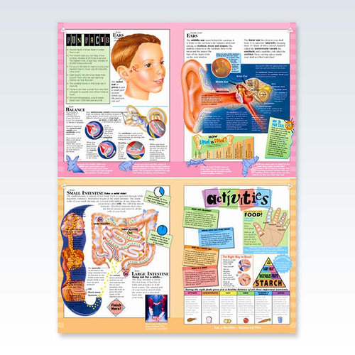 Pediatrics Human Anatomy Medical Posters | ClinicalPosters