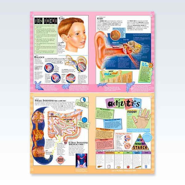 Pediatrics Human Anatomy Medical Posters | ClinicalPosters