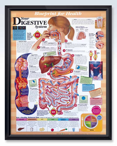 Dental Human Anatomy Medical Posters and Models | ClinicalPosters