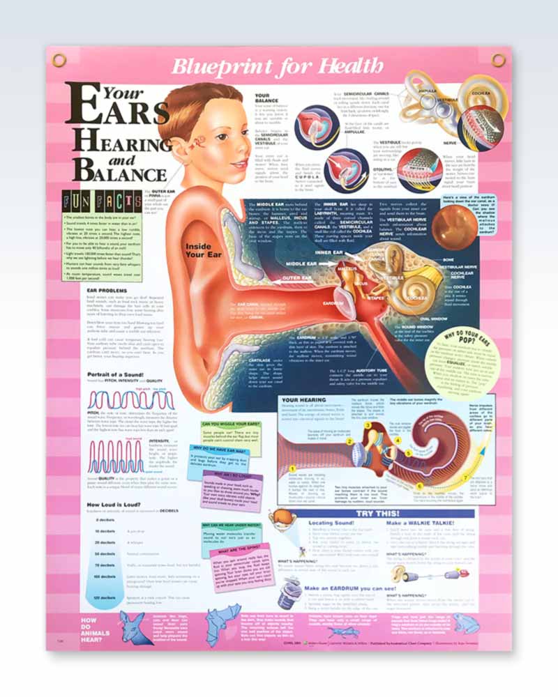 Laminated Ears Pediatric Anatomy Posters | ClinicalPosters