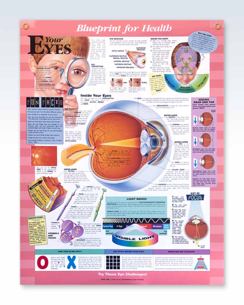 Laminated Your Eyes Pediatric Anatomy Posters | ClinicalPosters
