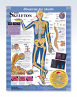 Laminated Your Skeleton Pediatric Anatomy Posters | ClinicalPosters