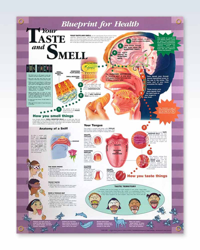 ENT Human Anatomy Posters | ClinicalPosters