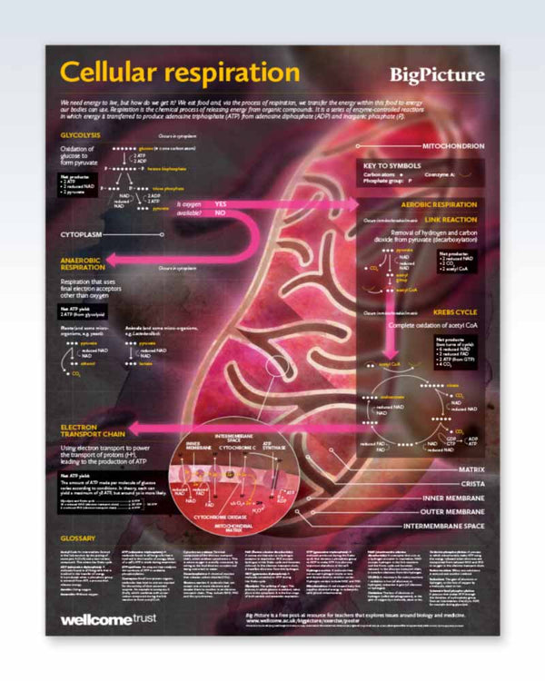 Cellular Respiration Classroom Poster 24x33 | ClinicalPosters