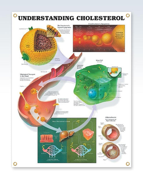 Cardiologists Medical Anatomy Posters and Models | ClinicalPosters