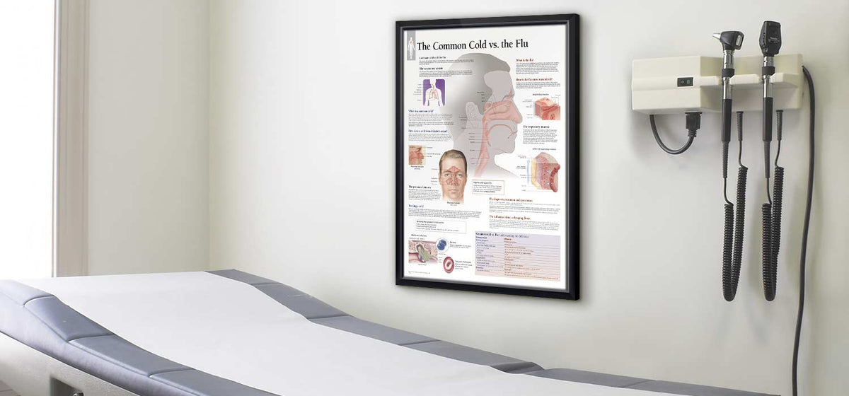 Common Cold vs Flu Exam-Room Anatomy Posters | ClinicalPosters