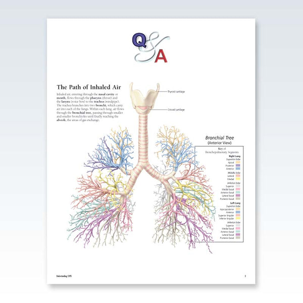 Understanding COPD Flip Chart 11x14 | ClinicalPosters