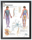Dermatomes Exam-Room Anatomy Poster | ClinicalPosters