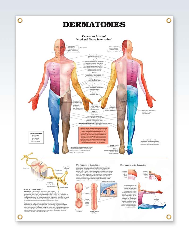 Laminated Dermatomes Exam-Room Anatomy Posters | ClinicalPosters