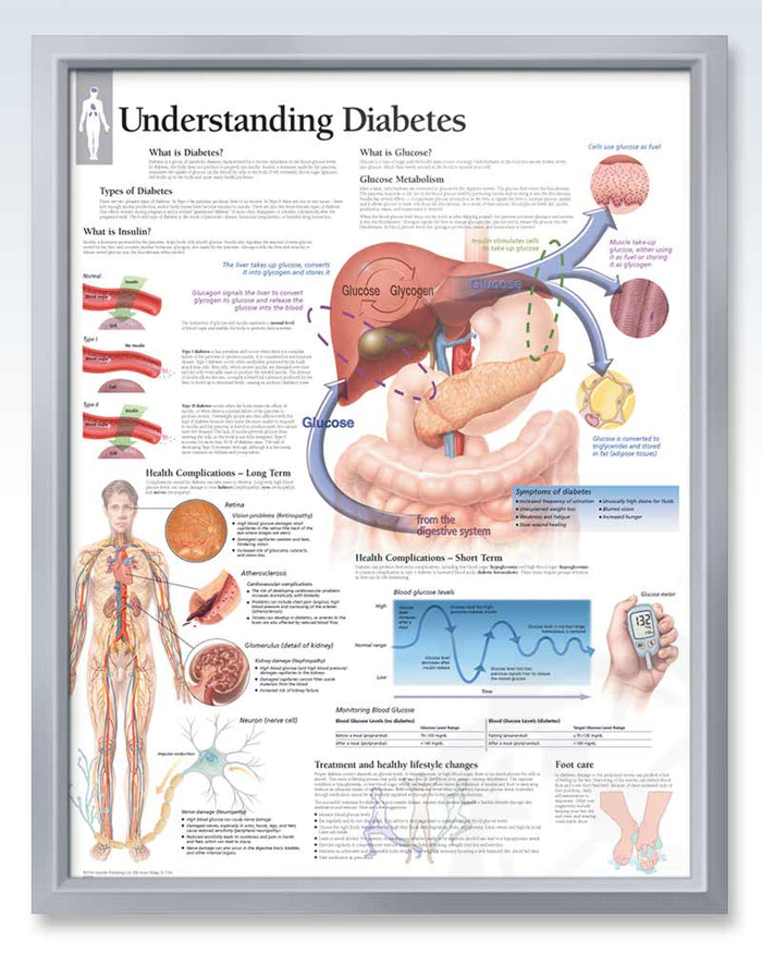 Metabolism Poster Bundle | ClinicalPosters