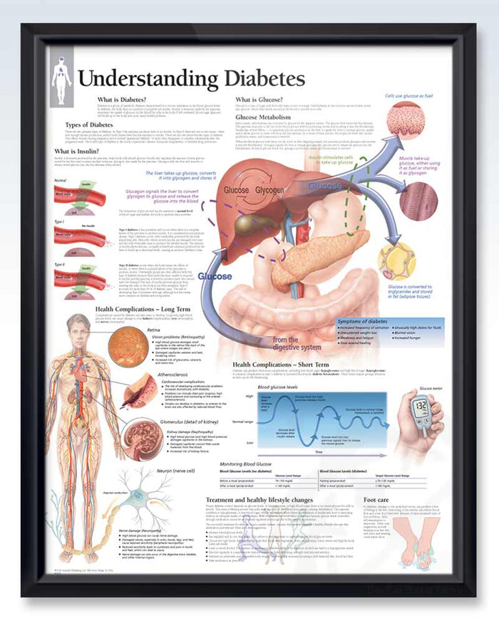 Endocrinologists Medical Anatomy Posters – ClinicalPosters