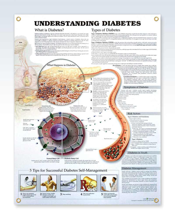 Endocrinologists Medical Anatomy Posters | ClinicalPosters