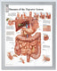 Digestive System Disease Anatomy Posters | ClinicalPosters