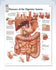 Digestive System Disease Anatomy Posters | ClinicalPosters