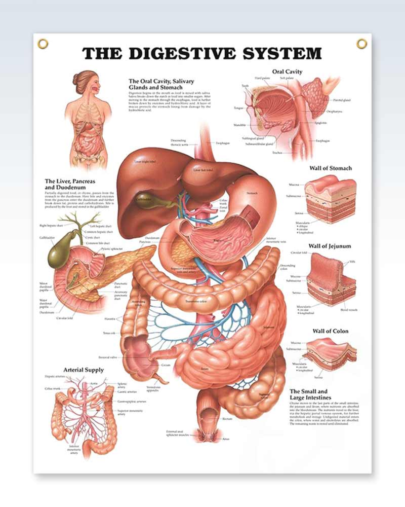 Laminated Digestive System Anatomy Posters | ClinicalPosters