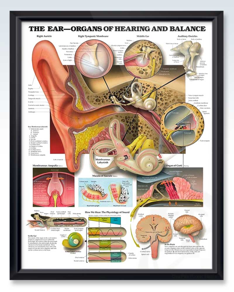 The Ear Organ Of Hearing And Balance How The Ear Works | Adaptive