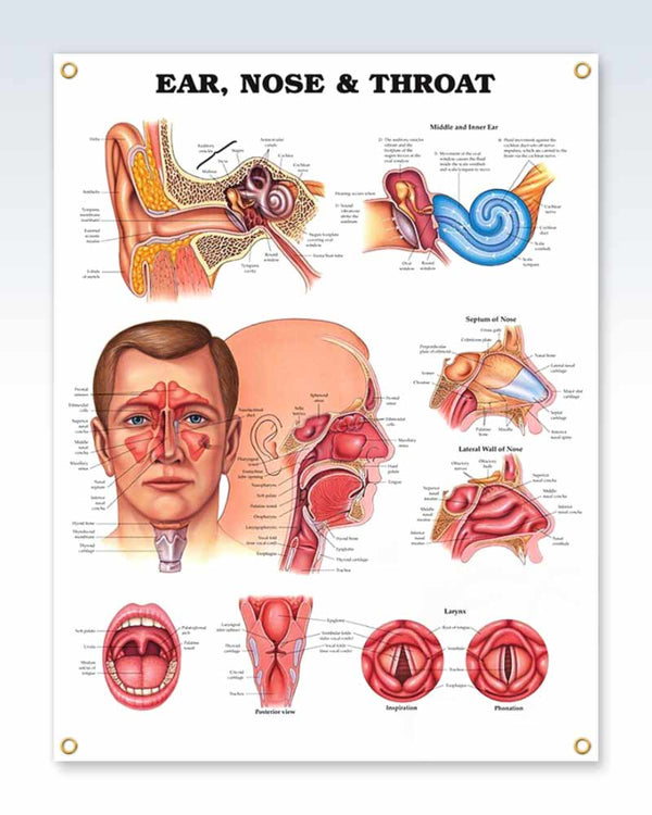 Laminated Ear, Nose & Throat Anatomy Poster | ClinicalPosters