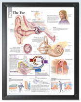 The Ear Exam-Room Human Anatomy Poster | ClinicalPosters
