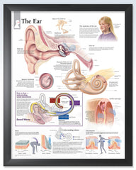 The Ear Exam-Room Human Anatomy Poster | ClinicalPosters
