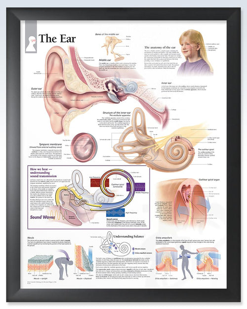 The Ear Exam-Room Human Anatomy Poster | ClinicalPosters