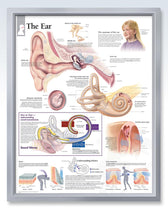 The Ear Exam-Room Human Anatomy Poster | ClinicalPosters
