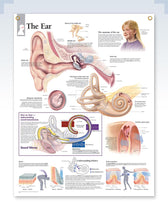 The Ear Exam-Room Human Anatomy Poster | ClinicalPosters