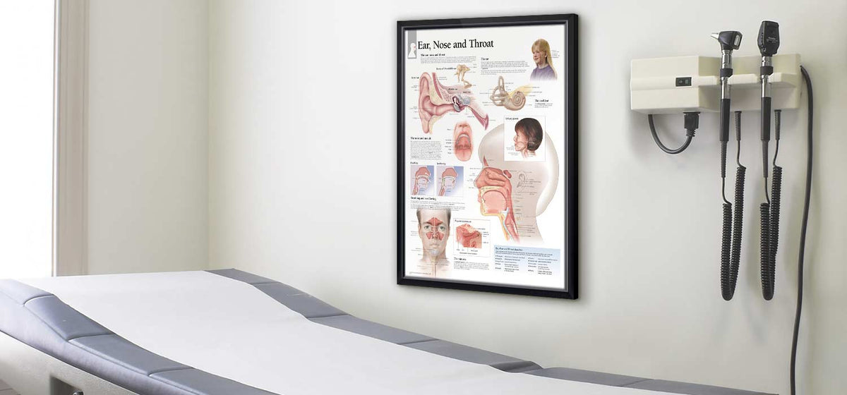 Ear, Nose and Throat Exam-Room Anatomy Poster | ClinicalPosters