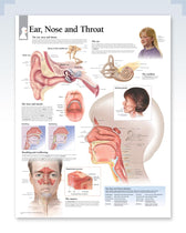Ear, Nose and Throat Exam-Room Anatomy Poster | ClinicalPosters
