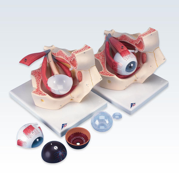 Vision Human Anatomy Posters – ClinicalPosters