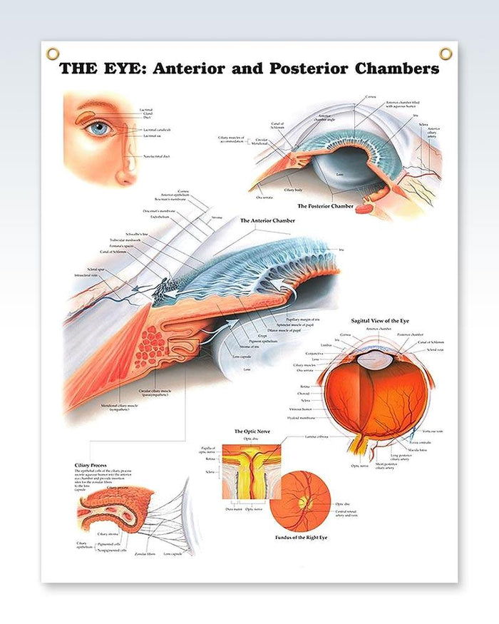 Laminated Eye: Anterior and Posterior Chambers Poster