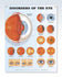 Laminated Disorders of the Eye Anatomy Posters | ClinicalPosters