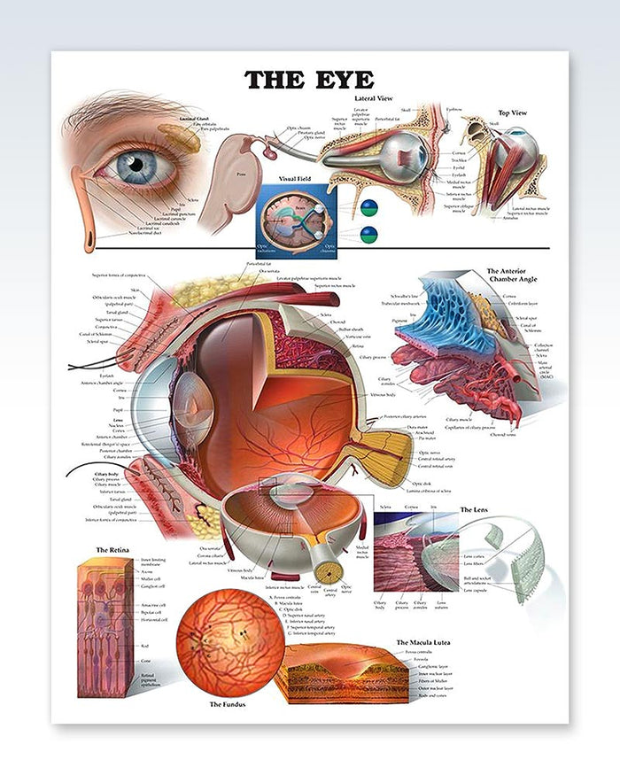Vision Human Anatomy Posters | ClinicalPosters