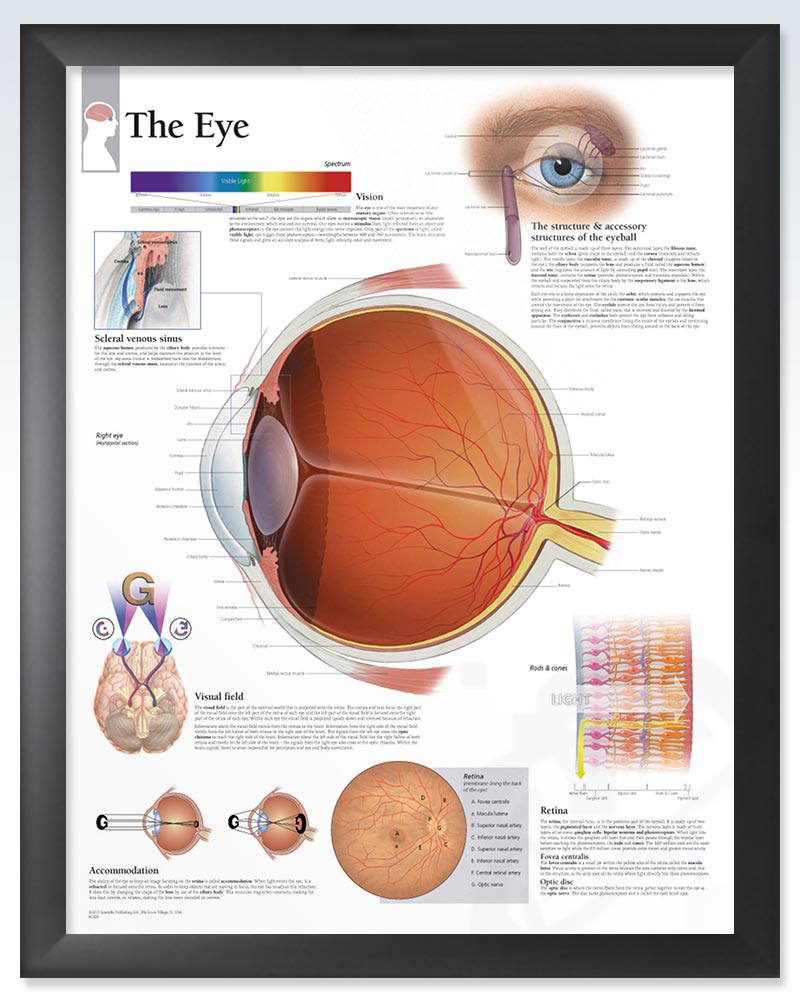 The Eye Exam-Room Human Anatomy Poster – clinicalposters.com