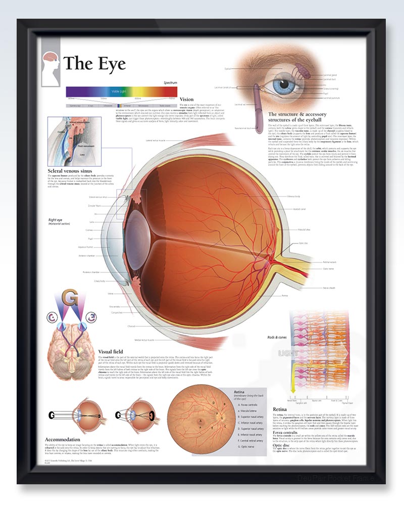The Eye Exam-Room Human Anatomy Poster | ClinicalPosters