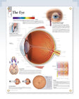 The Eye Exam-Room Human Anatomy Poster – ClinicalPosters