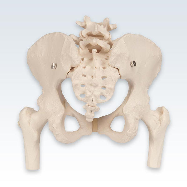 Female Pelvis Skeleton With Femur Heads Anatomical Model