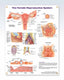 Laminated Female Reproductive System Posters | ClinicalPosters