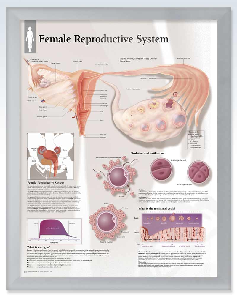 Female Reproductive System Exam-Room Anatomy Poster