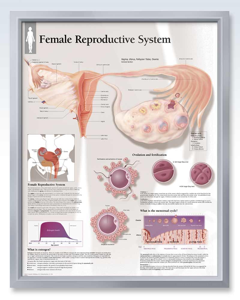 Female Reproductive System Exam-Room Anatomy Poster | ClinicalPosters
