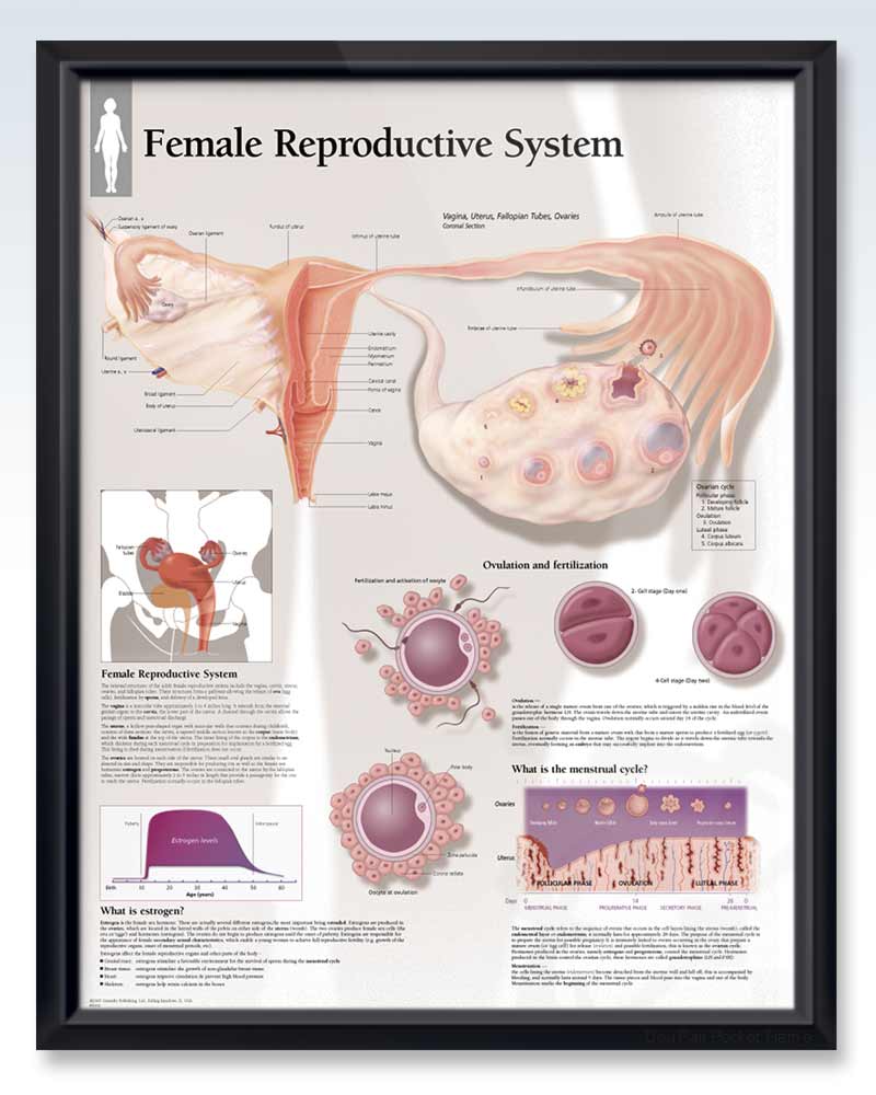 Female Reproductive System Exam-Room Anatomy Poster | ClinicalPosters